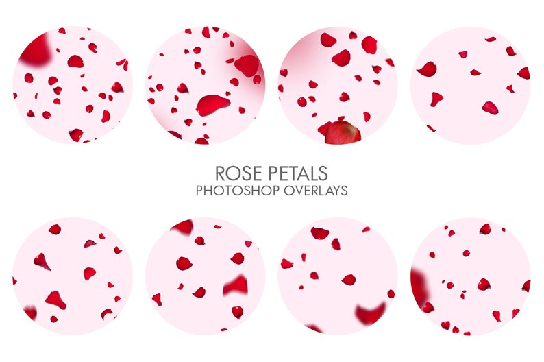 Rose Petals Photoshop Overlays 170 Falling Red Rose Petals - Etsy