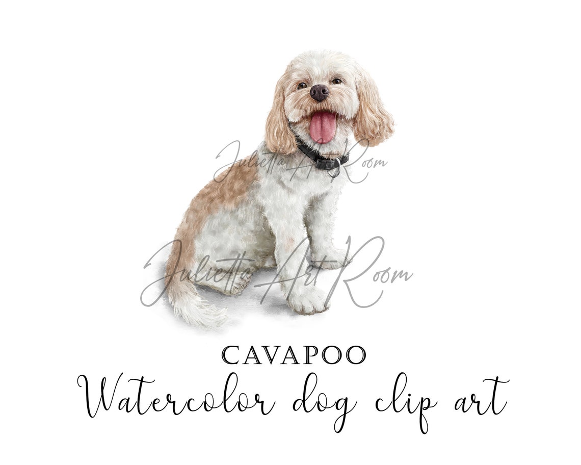 Cavapoo Watercolor Png Clipart Cockapoo Png Poodle Mix - Etsy