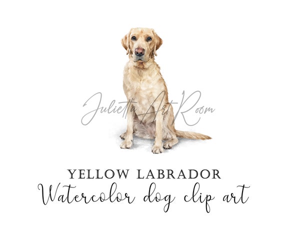 Yellow Lab Dog Clipart No Background