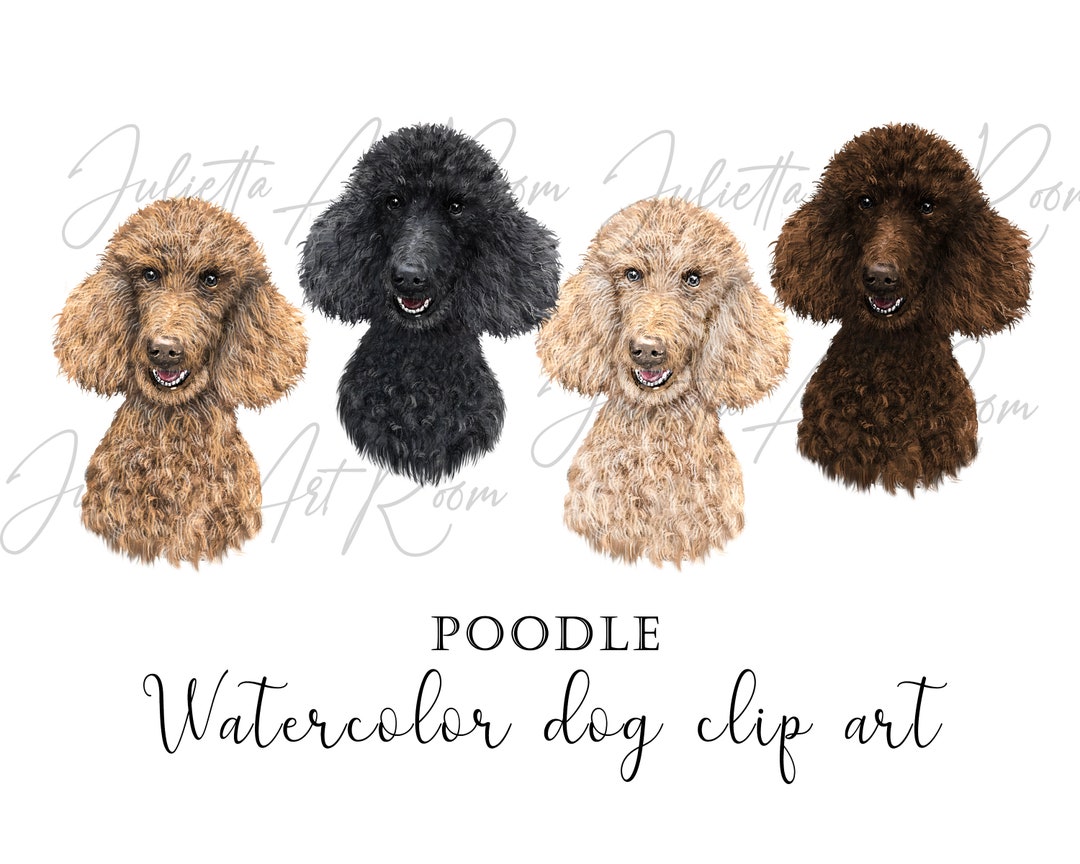 Poodle Watercolor Clip Art, Mini Poodle Png, Poodle Png Sublimation ...