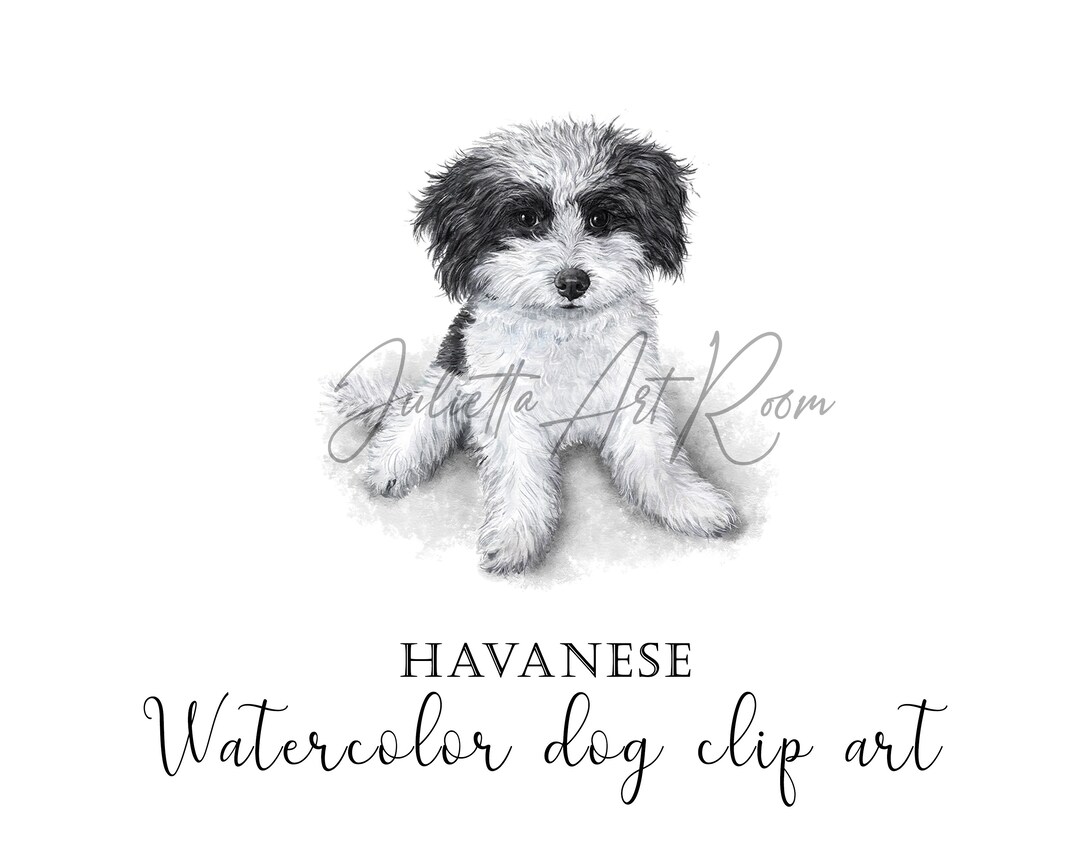 Watercolor Havanese Dog Clipart, Watercolor Havanese Png, Havanese ...