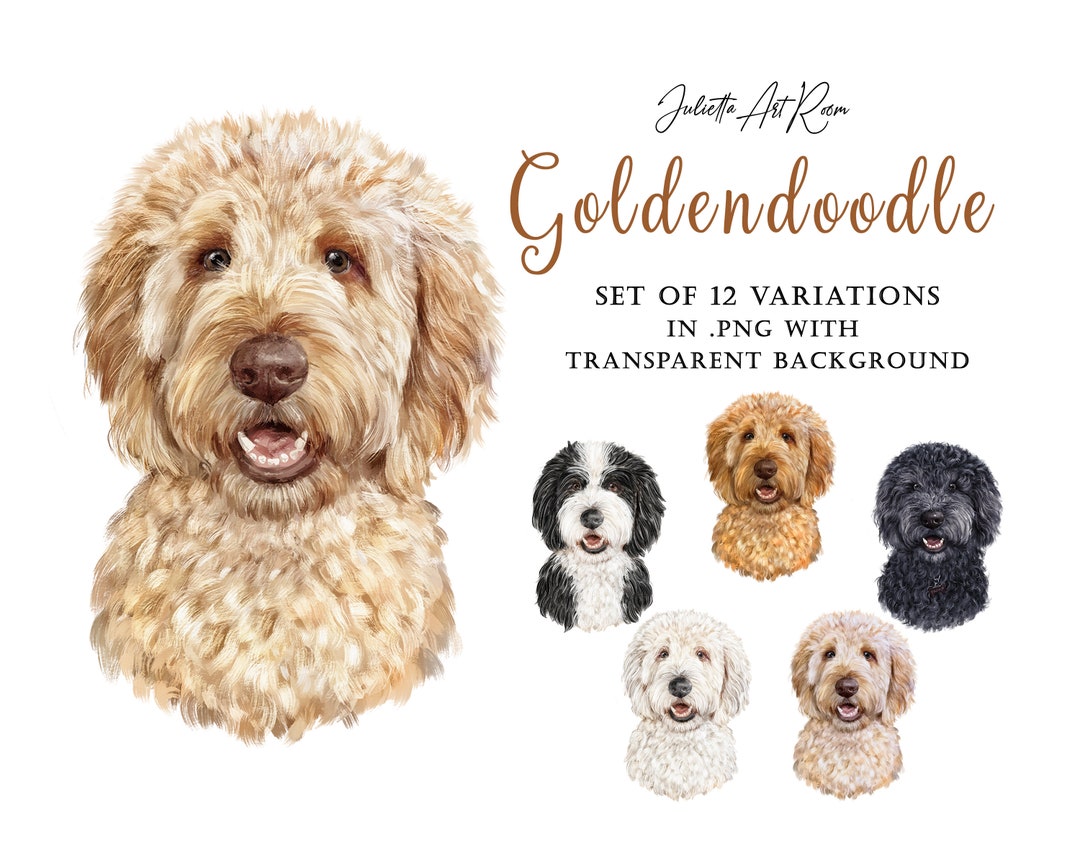 Imágenes prediseñadas de perro acuarela Goldendoodle, ilustración png ...
