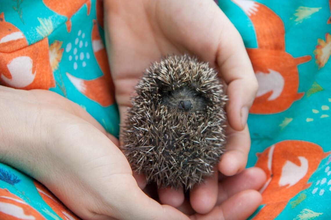 Ukraine Pets and Wild Animals of Ukraine - Etsy