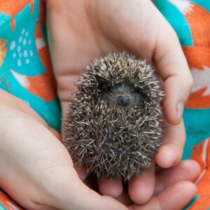 Ukraine Pets and Wild Animals of Ukraine - Etsy