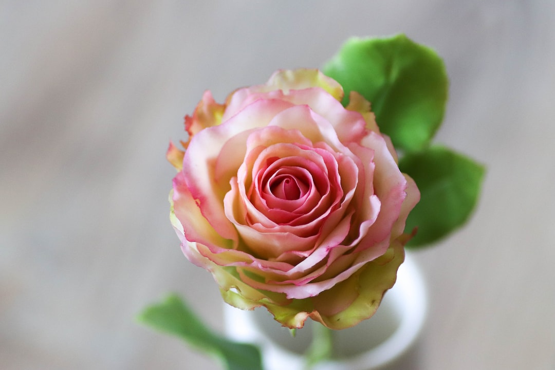 Pink Esperanza Rose Artificial Flower Out of Cold Porcelain - Etsy