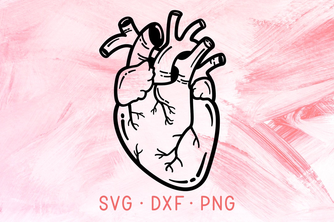 Anatomical Heart SVG DXF PNG Cricut Cut File, Real Human Heart Clipart ...
