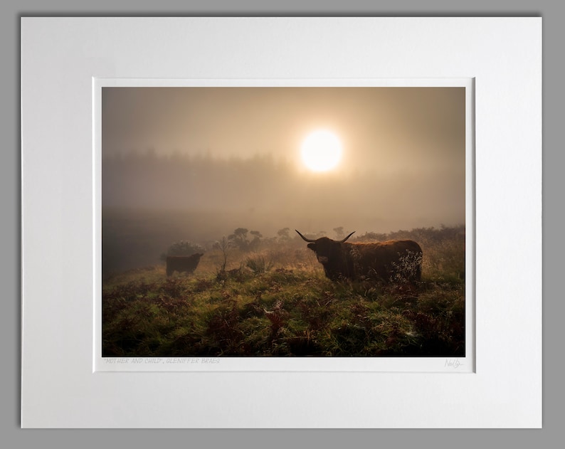 Highland Cow and Calf Scotland A3 50x40cm Unframed Scottish Fine Art ...