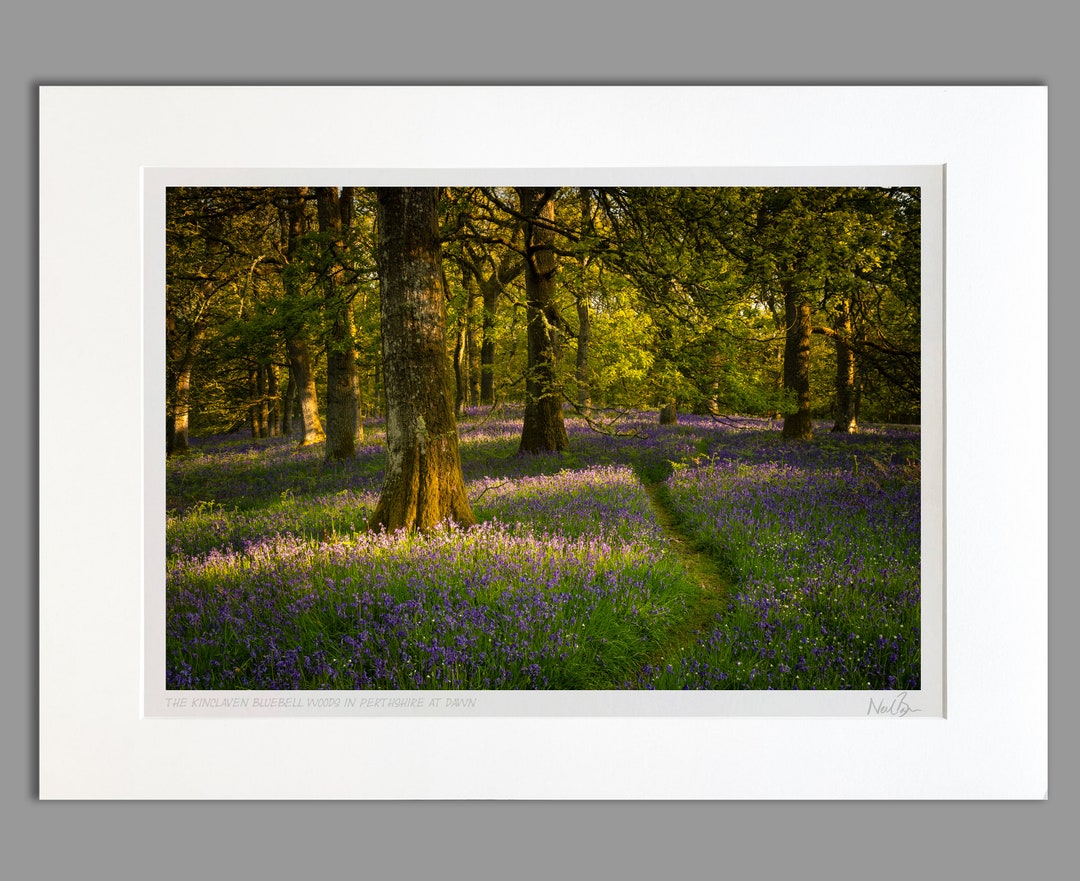 Kinclaven Bluebell Woodlands Perthshire Scotland - A2 (70x50cm ...
