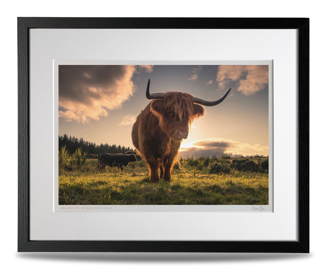 Highland Cow/coo Scotland A3 50x40cm Framed Scottish Fine Art Photo ...
