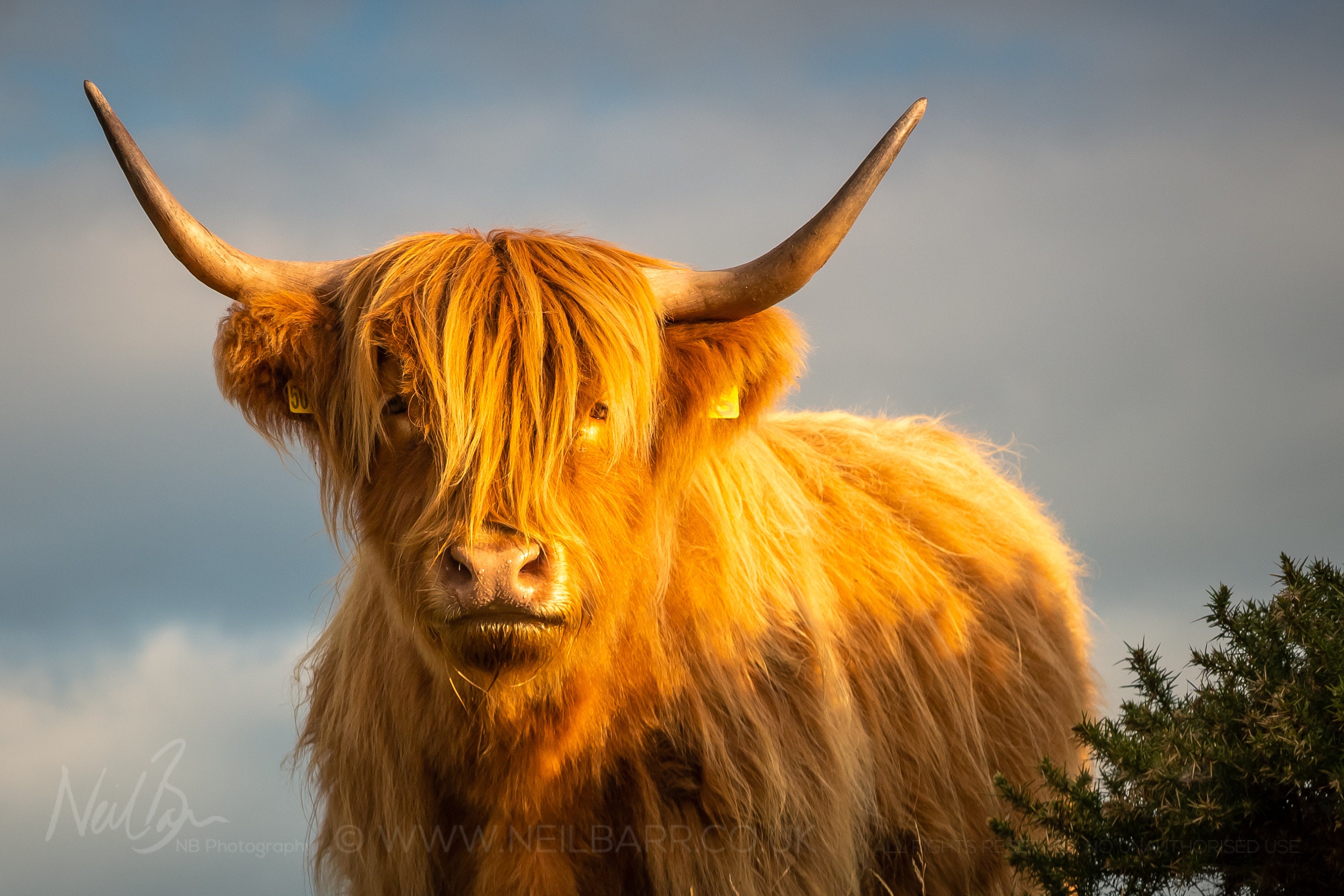 Highland Cow/coo Scotland A4 40x30cm Unframed Scottish - Etsy