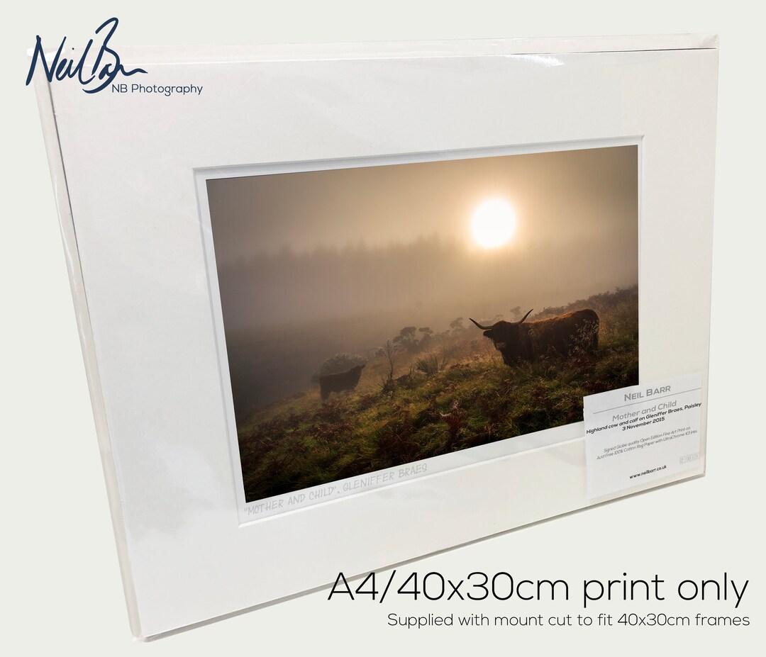 Highland Cow and Calf Scotland - A4 (40x30cm) Unframed Scottish Fine ...