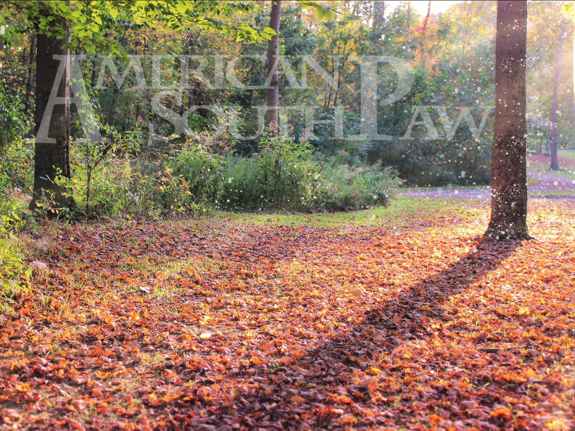 Fall Background Autumn Backdrop Firefly, Shadows : Halloween ...