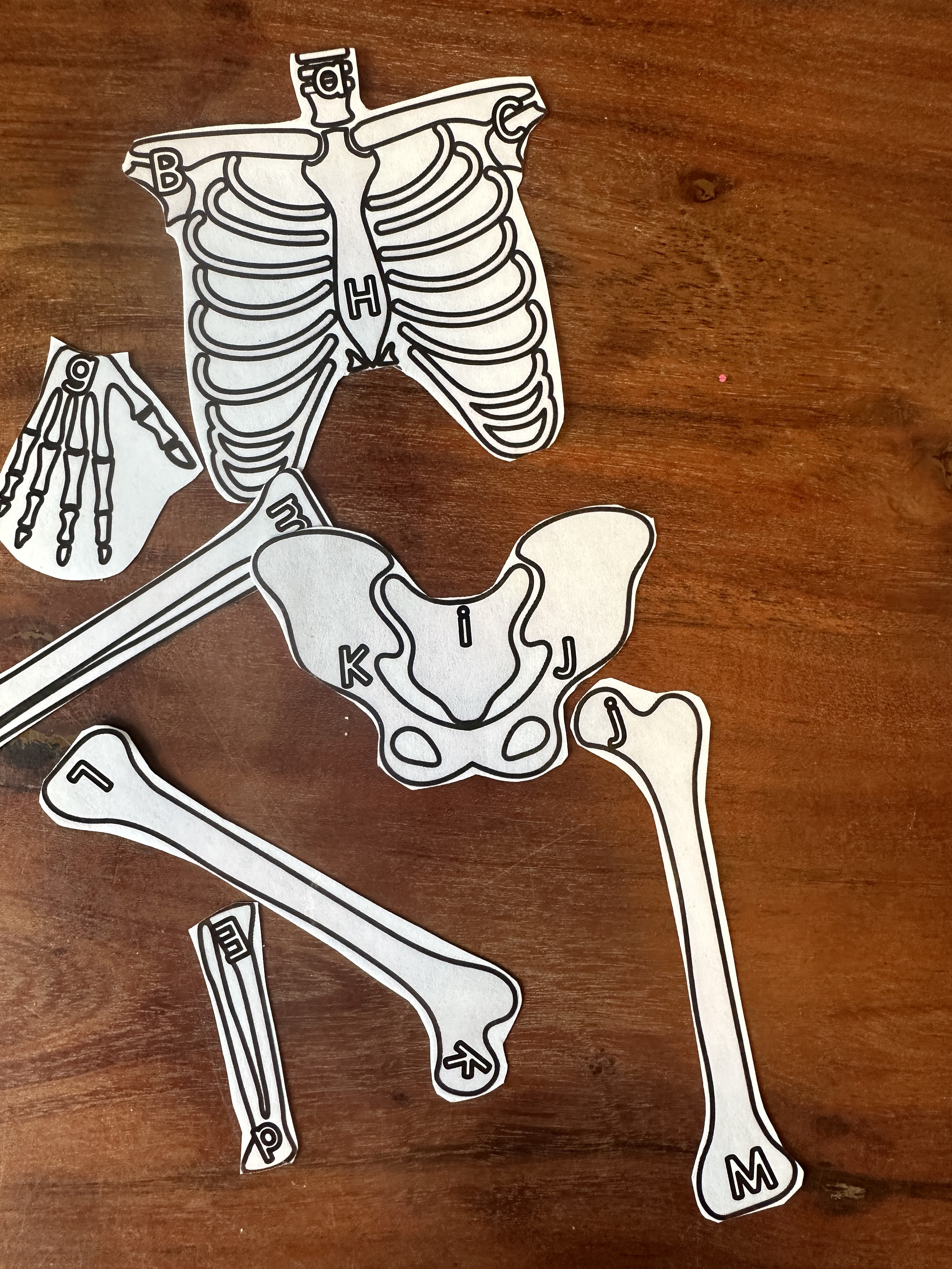 My Body Preschool Activity Kit Printable Lessons Anatomy - Etsy