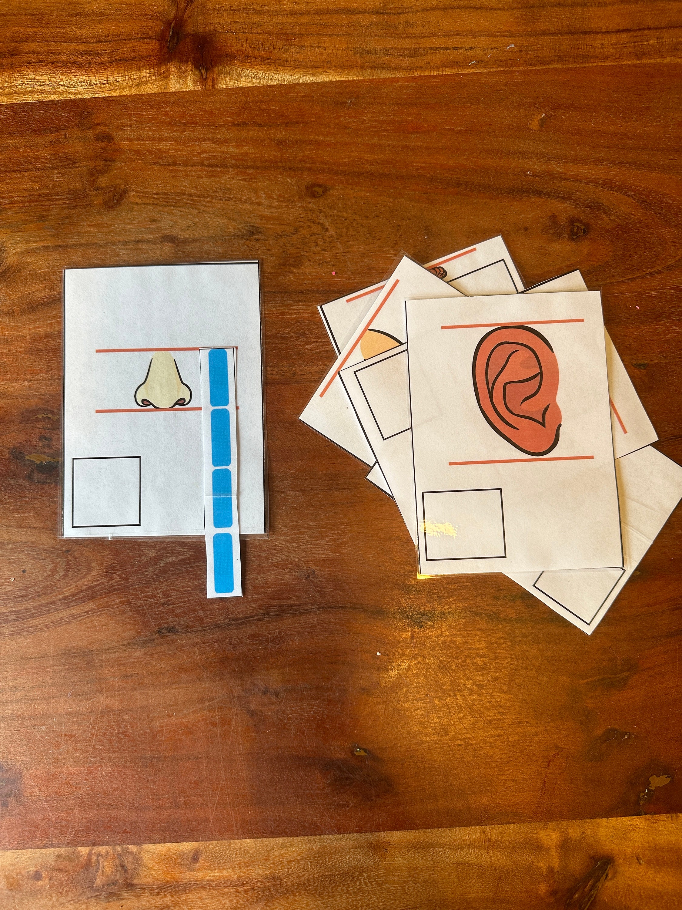 My Body Preschool Activity Kit Printable Lessons Anatomy - Etsy