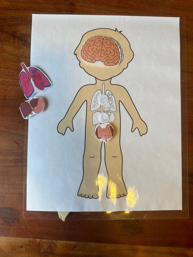 My Body Preschool Activity Kit | Printable Lessons | Anatomy| Preschool ...
