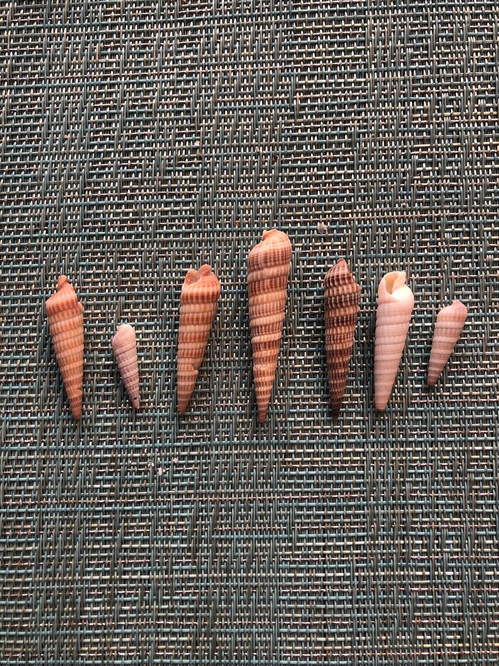 Auger Shells - Etsy