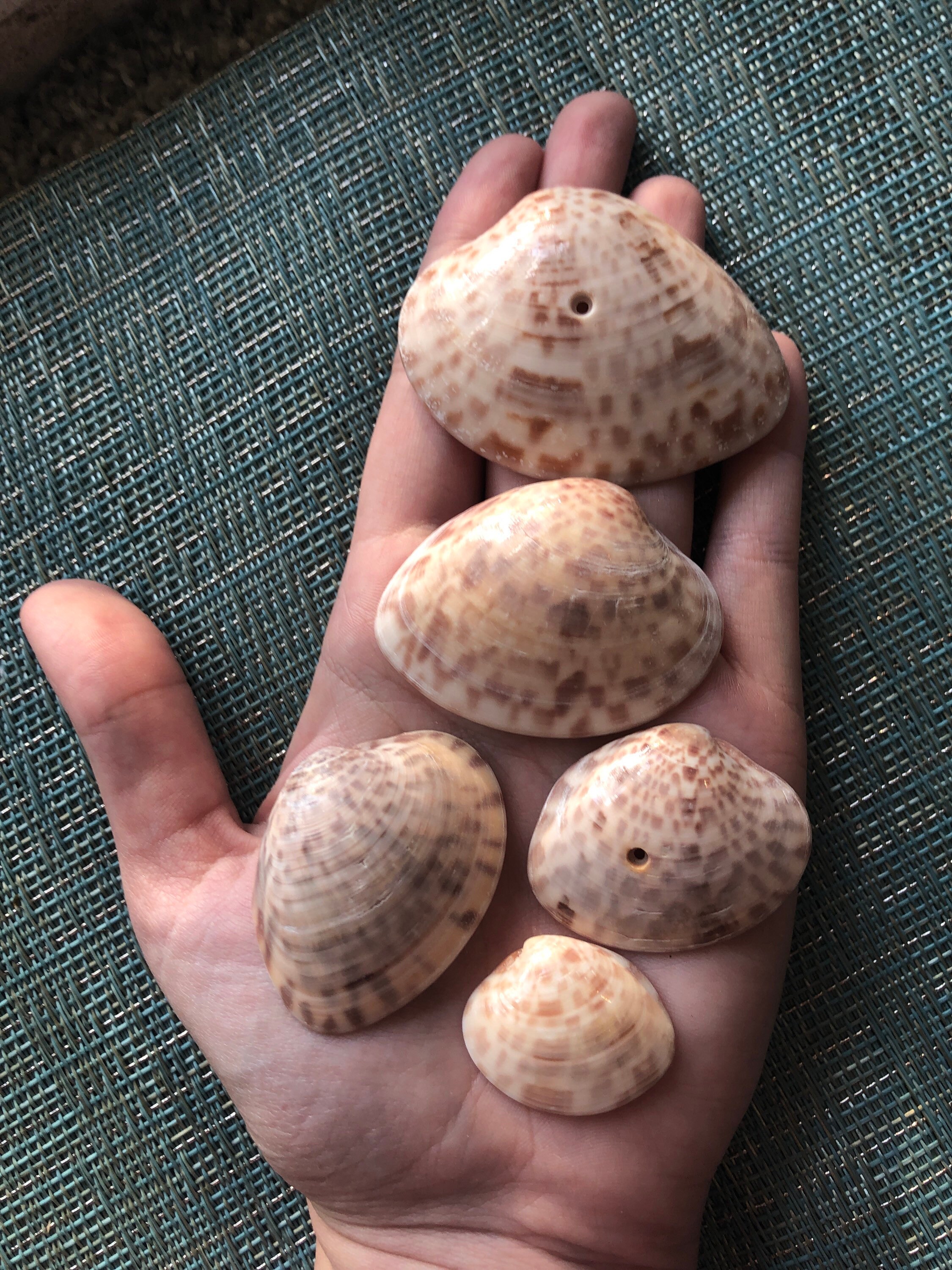 Calico Clam Shells - Etsy