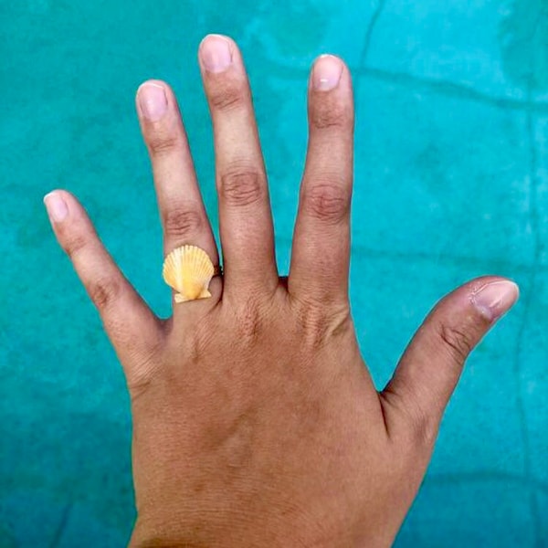 Scallop Shell - Etsy
