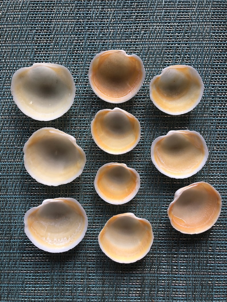 Buttercup Shells - Etsy