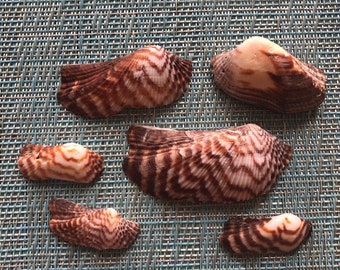 Turkey Wing Shells, Turkey Wing Ark Shell, Arca Zebra Shell 1.5 2.5 5 ...