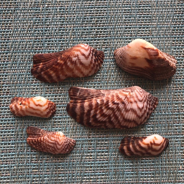 Turkey Wing Shells - Etsy