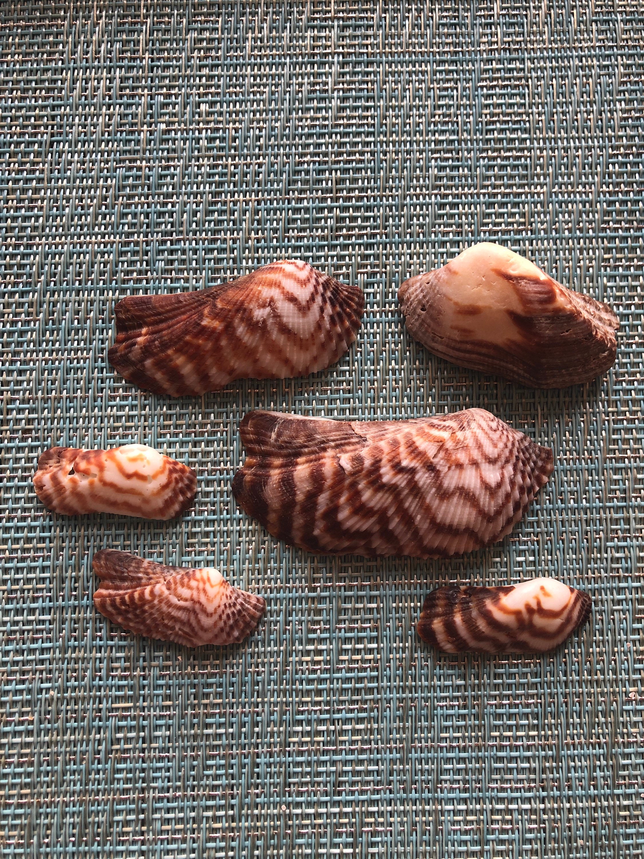 Turkey Wing Shells - Etsy