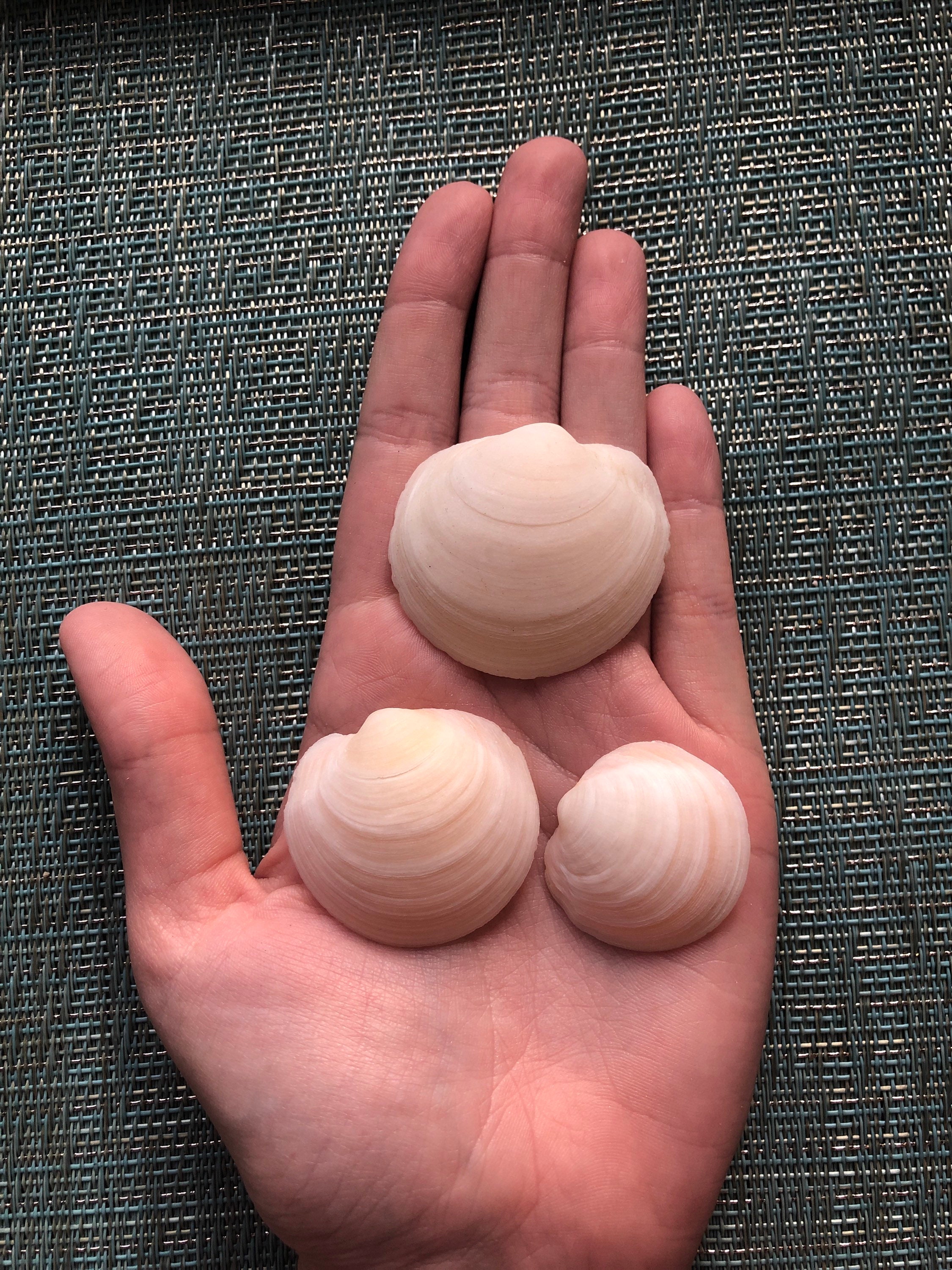 Buttercup Shells - Etsy