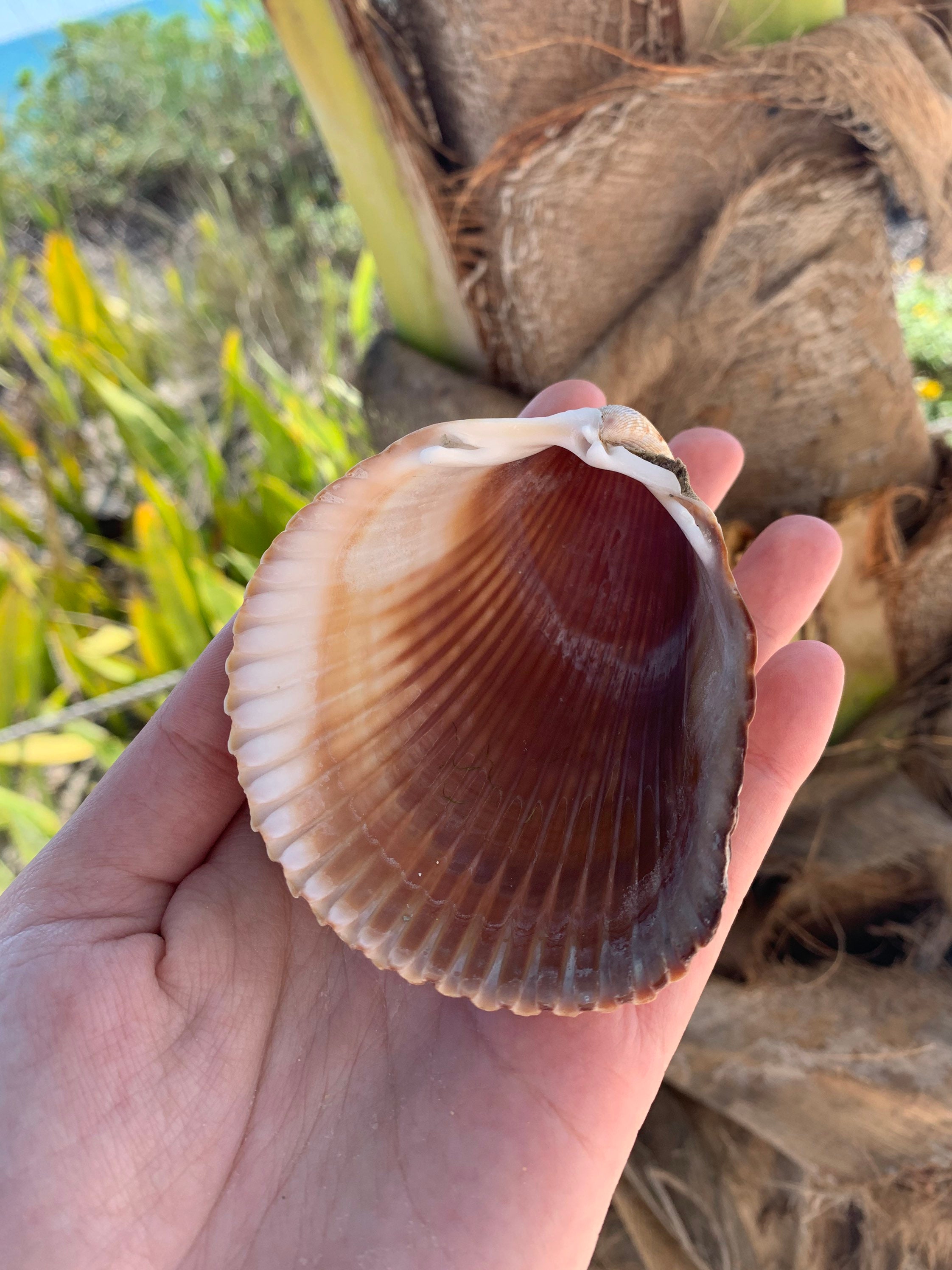 Atlantic Giant Cockle Shell - Etsy