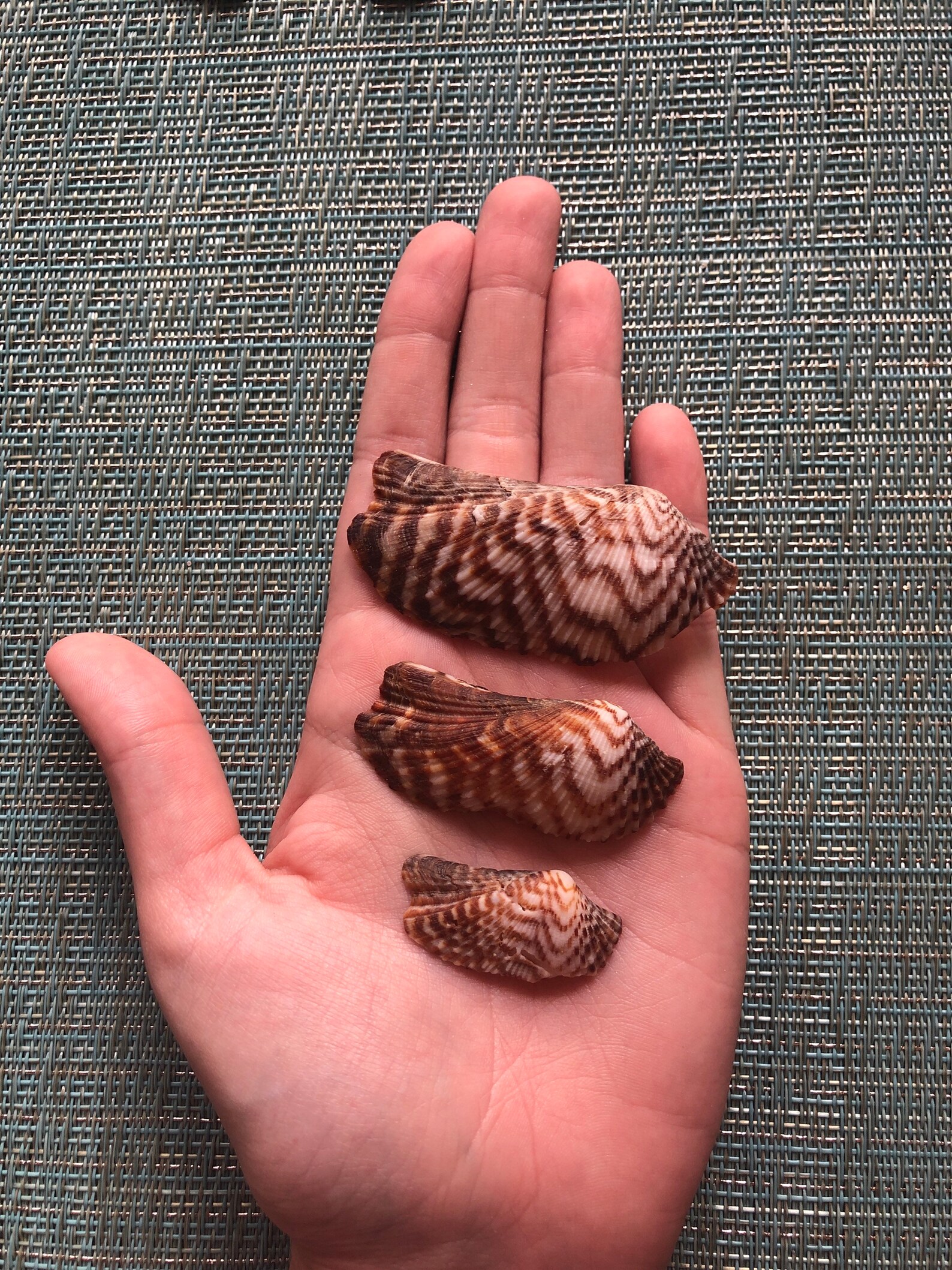 Turkey Wing Shells - Etsy