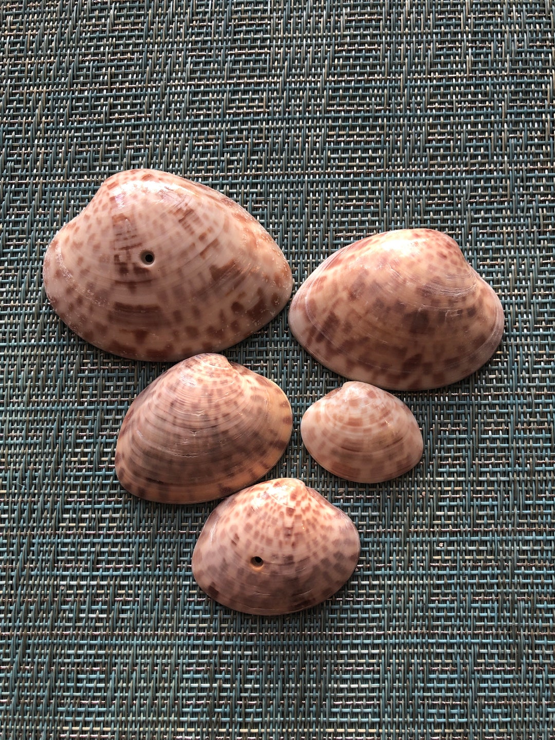 Calico Clam Shells - Etsy