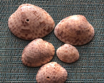 25 Calico Clam Shells / Seashells - Etsy