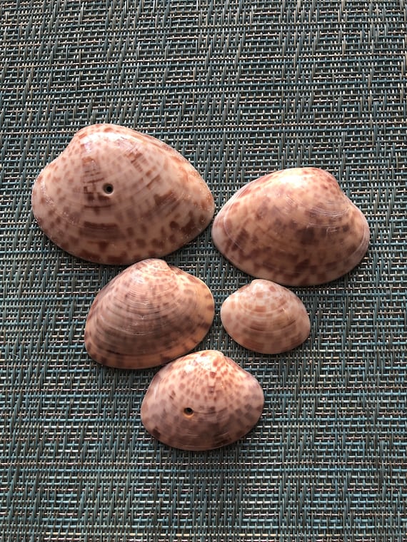Calico Clam Shells - Etsy