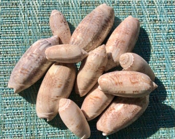 10 Assorted Lettered Olive Shells From Florida - Etsy