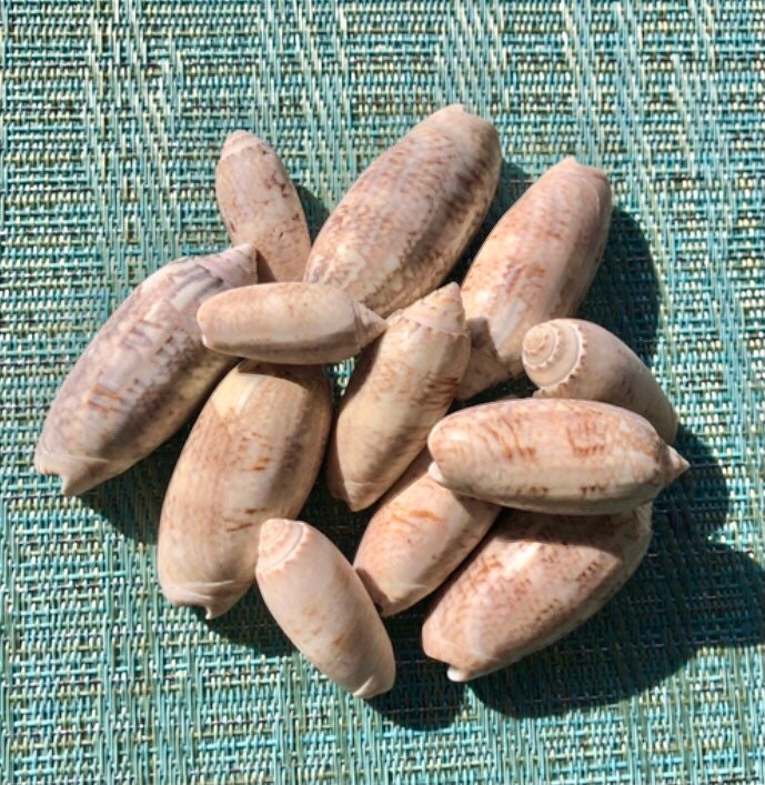 Lettered Olive Shells - Etsy