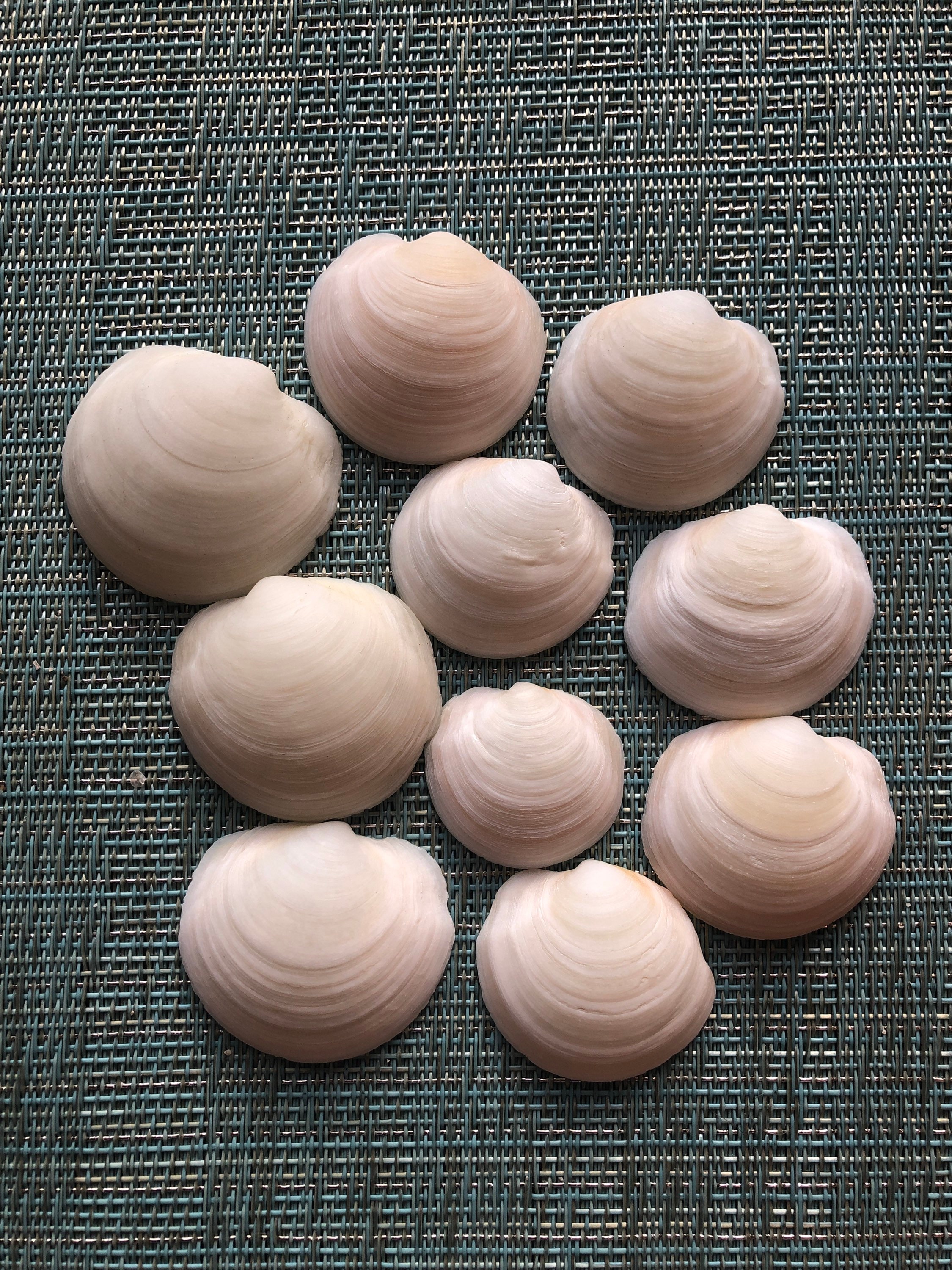 Buttercup Shells - Etsy