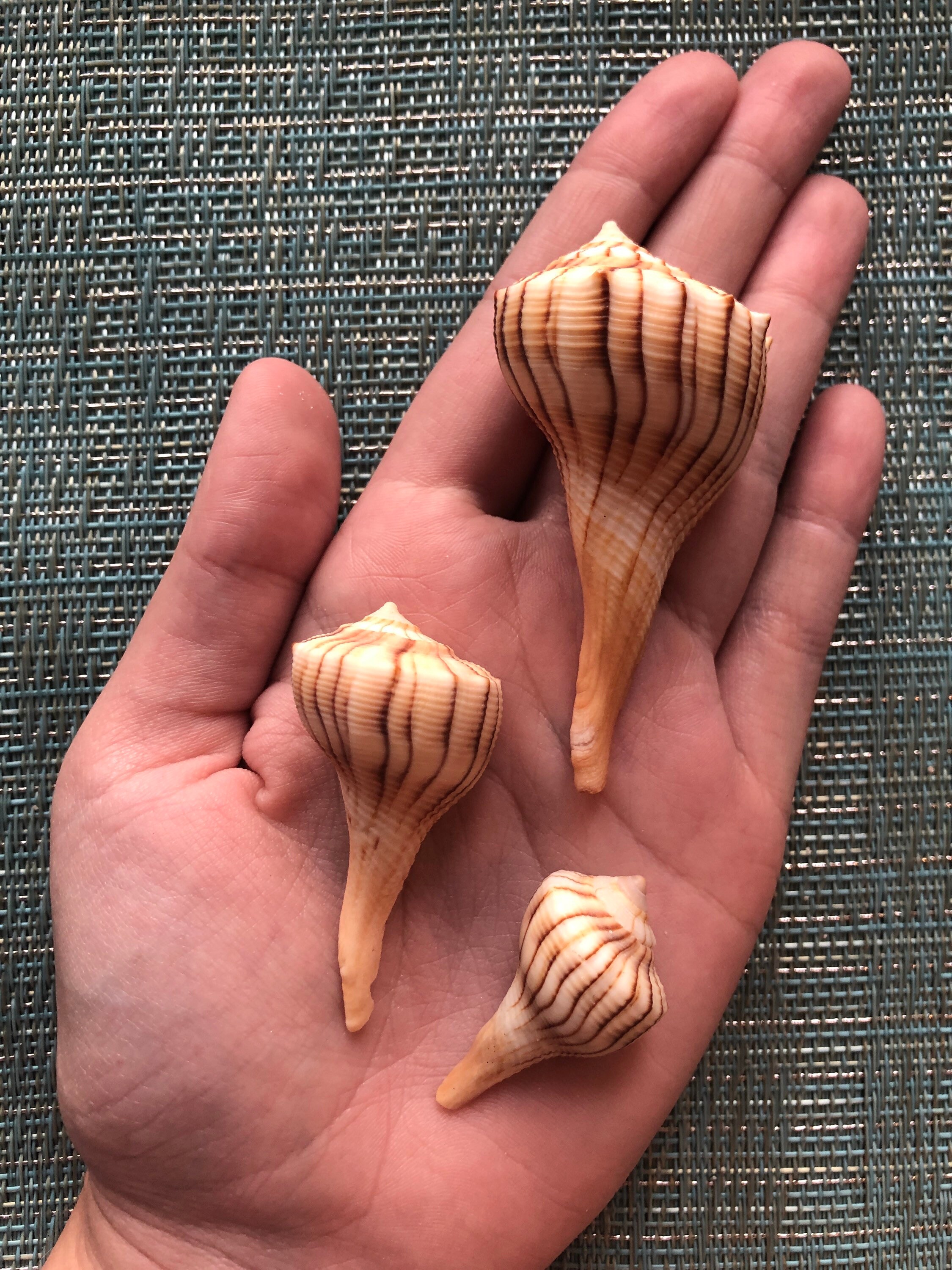 Lightning Whelks - Etsy