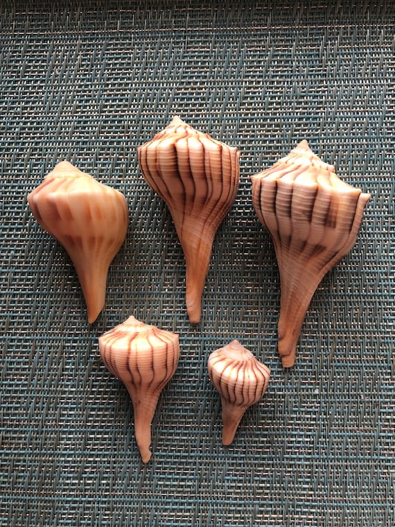 Lightning Whelks | Etsy