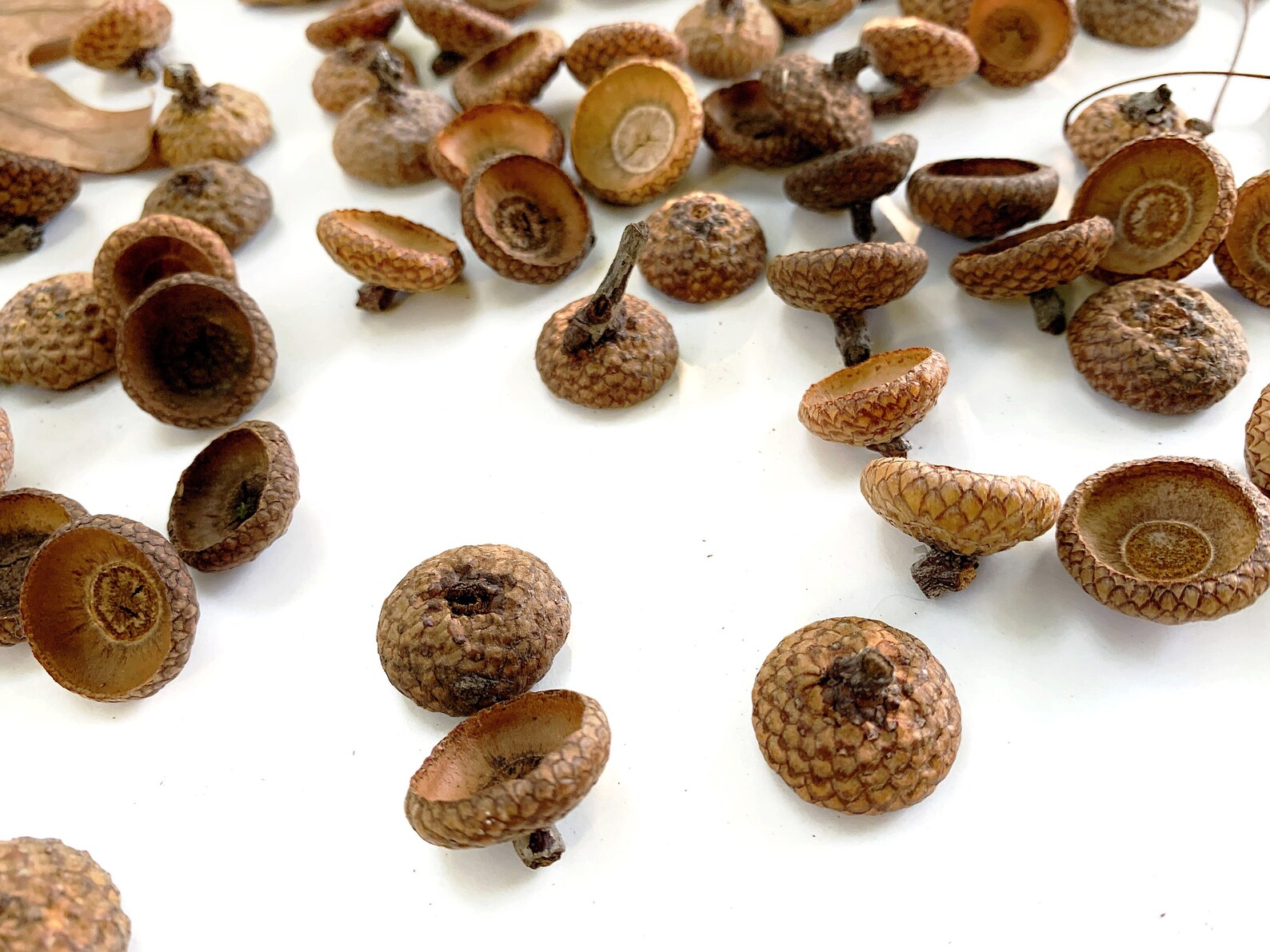 Extra Large Acorn Caps XL Acorn Tops Giant Red Oak Acorns Vase - Etsy