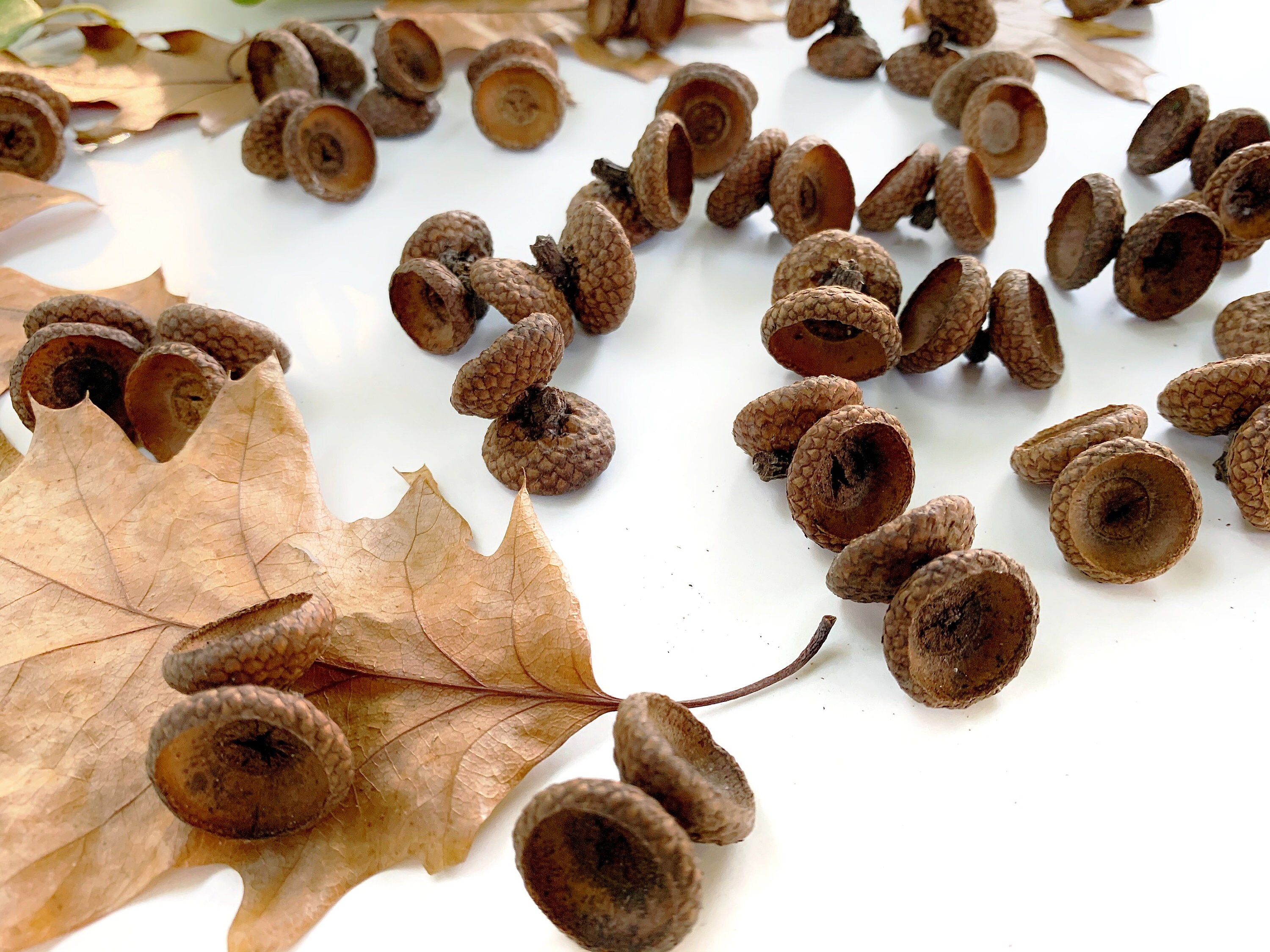 Double Acorn cups Large acorn cups XL acorn tops Red oak | Etsy