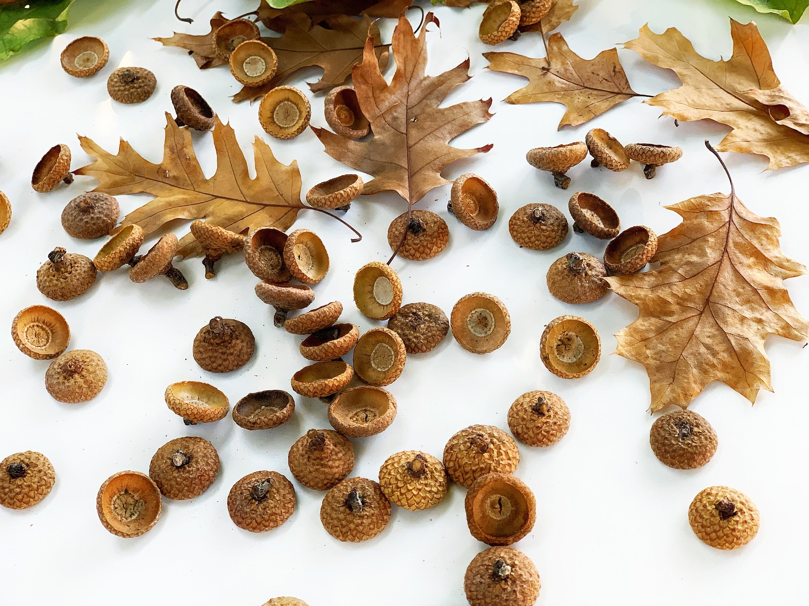 Extra Large Acorn Caps XL Acorn Tops Giant Red Oak Acorns Vase - Etsy