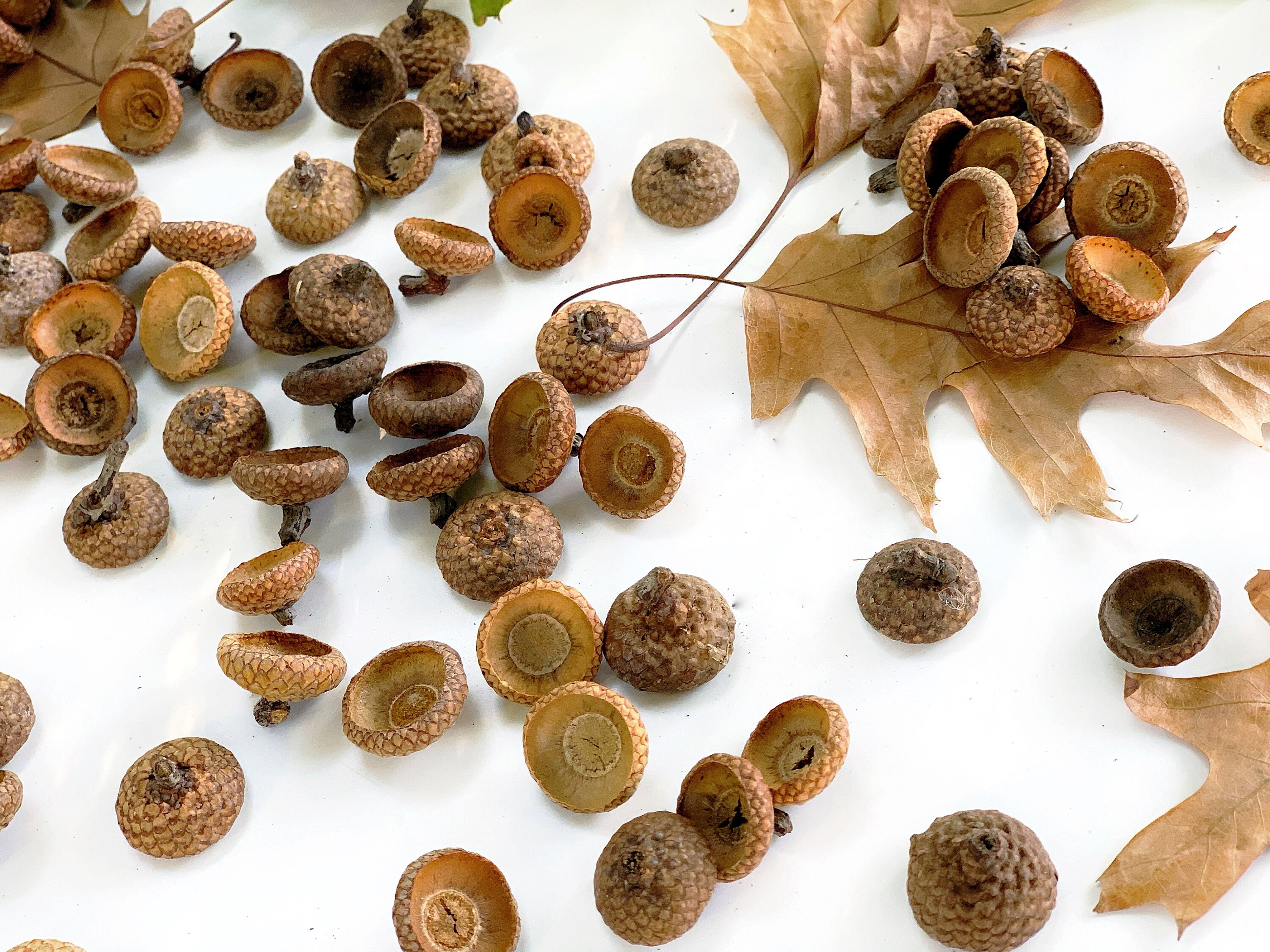 Extra Large Acorn Caps XL Acorn Tops Giant Red Oak Acorns Vase - Etsy