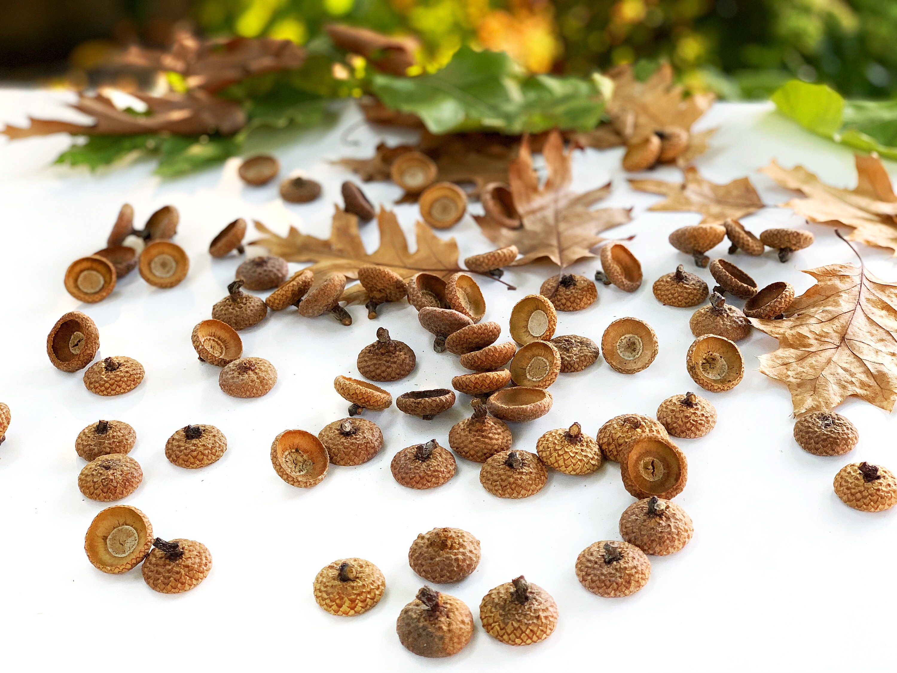 Extra Large Acorn cups XXL acorn tops Red oak acorns Fall | Etsy