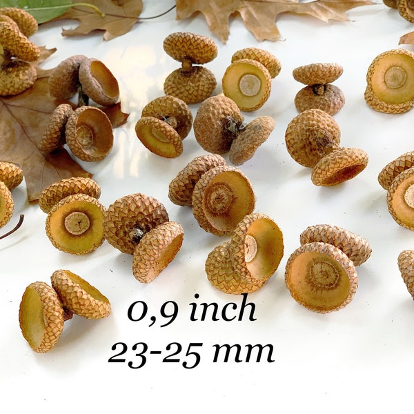 Large Acorns - Etsy