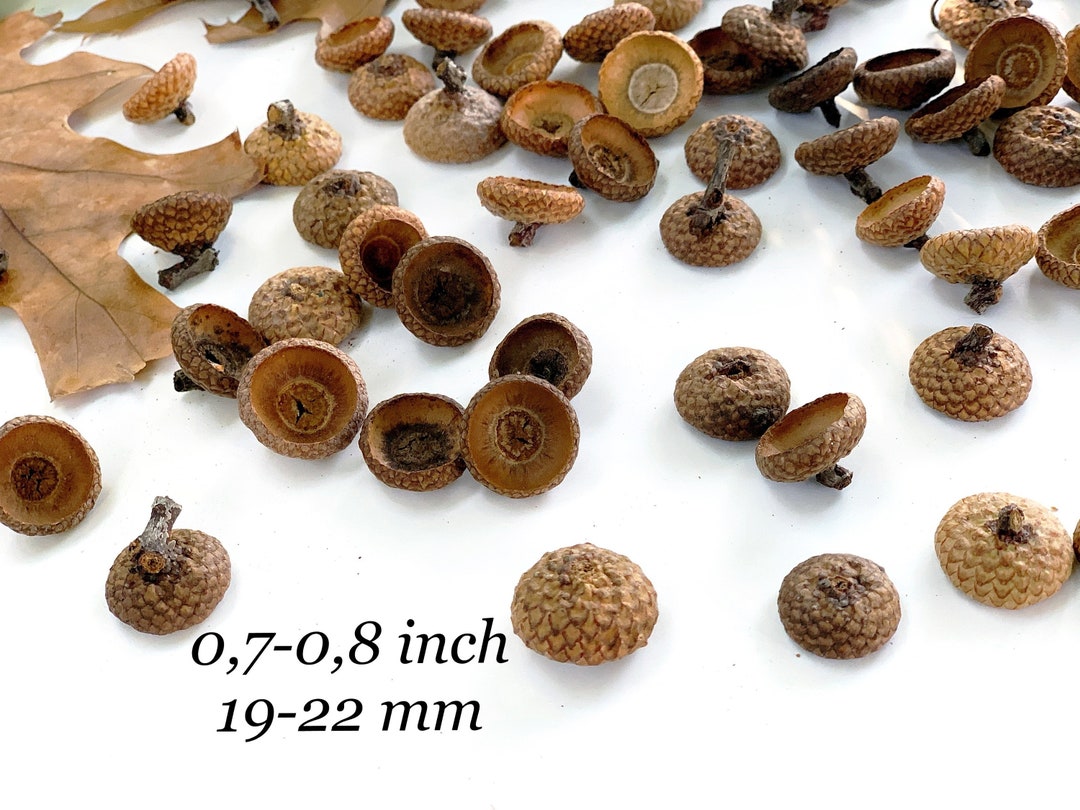 Acorn Caps Natura, Acorn Tops Red Oak, Acorns Fall Decor - Etsy