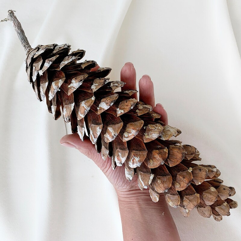 Pine Cone Decor - Etsy
