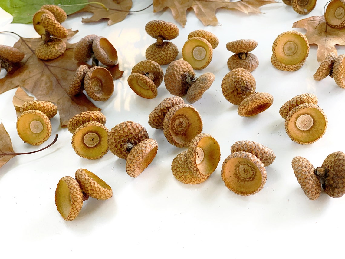 Double Acorn cups Large acorn cups XL acorn tops Red oak | Etsy