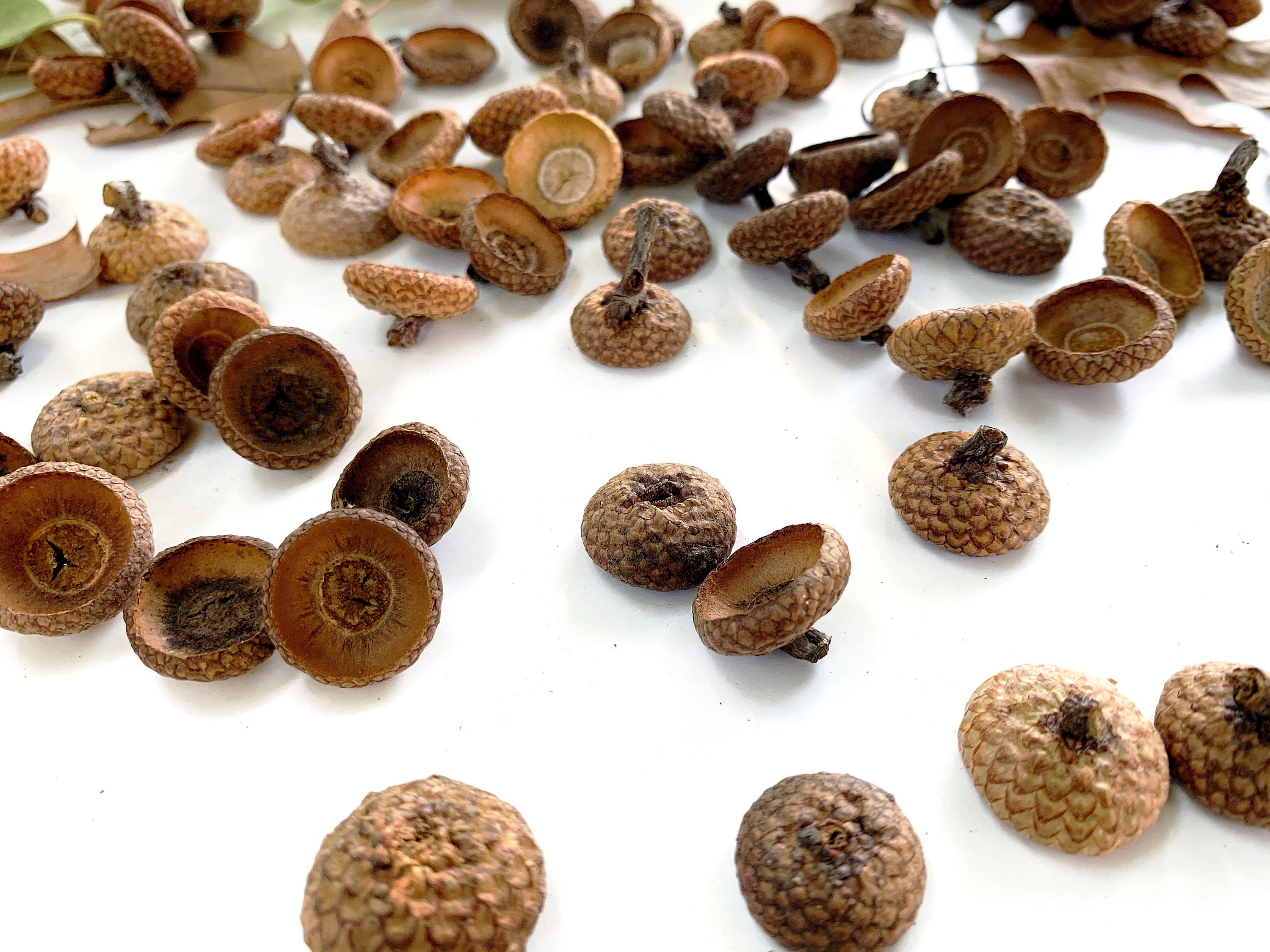 Extra Large Acorn Caps XL Acorn Tops Giant Red Oak Acorns Vase - Etsy