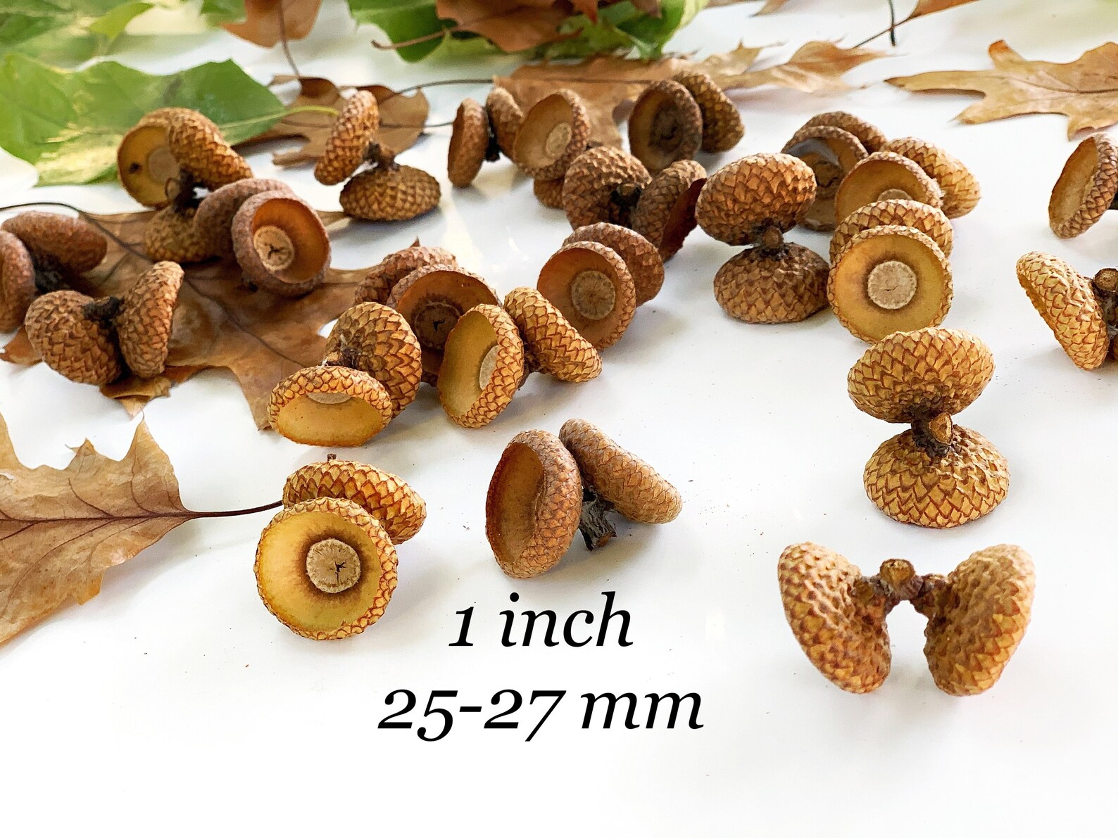 Double Acorn cups Large acorn cups XL acorn tops Red oak | Etsy