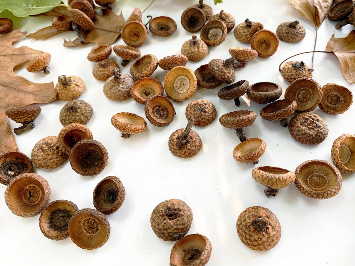 Extra Large Acorn Caps XL Acorn Tops Giant Red Oak Acorns Vase - Etsy