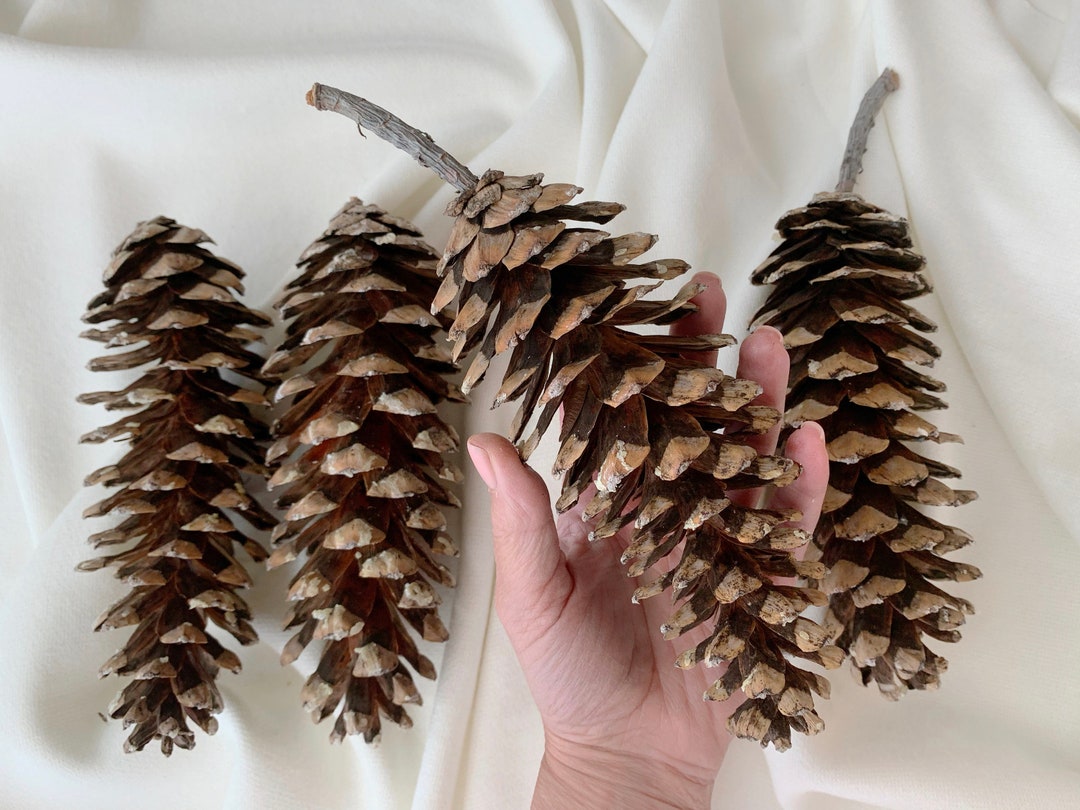 Huge Natural Sugar Pine Cones 7 '-8' - Selected and Dried - Cones for ...